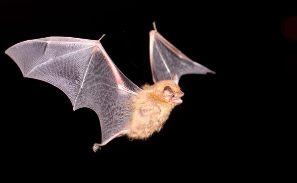 Bats! Hoosier Neighbors Deserve ‘Respect and Admiration’ - Limestone ...