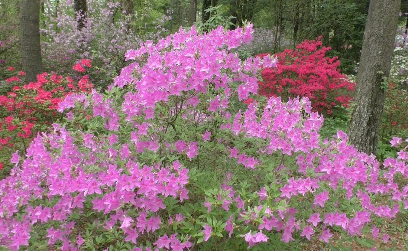 Azaleas in Full Bloom at Renowned 80-Acre Southern Indiana Garden ...